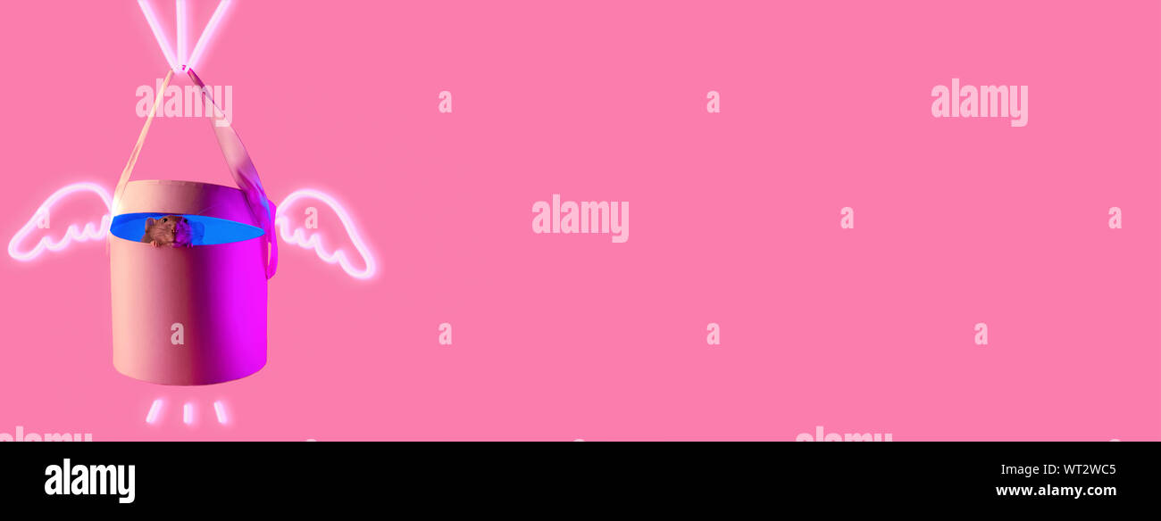 cute decorative rat symbol of the year in neon light in gift on pink ...