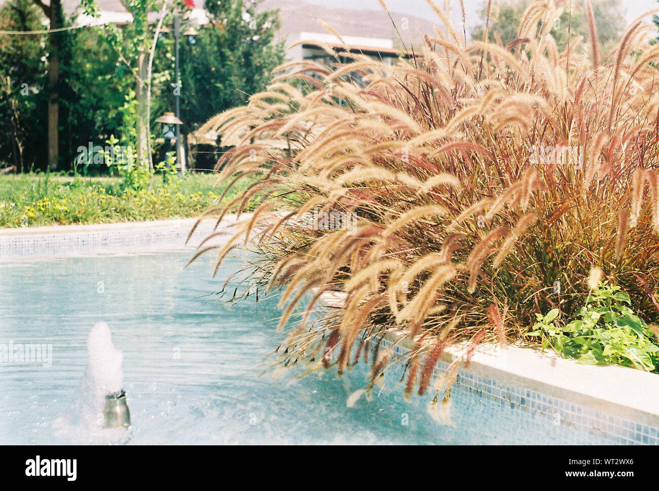 Swimming pool grass hi-res stock photography and images - Alamy