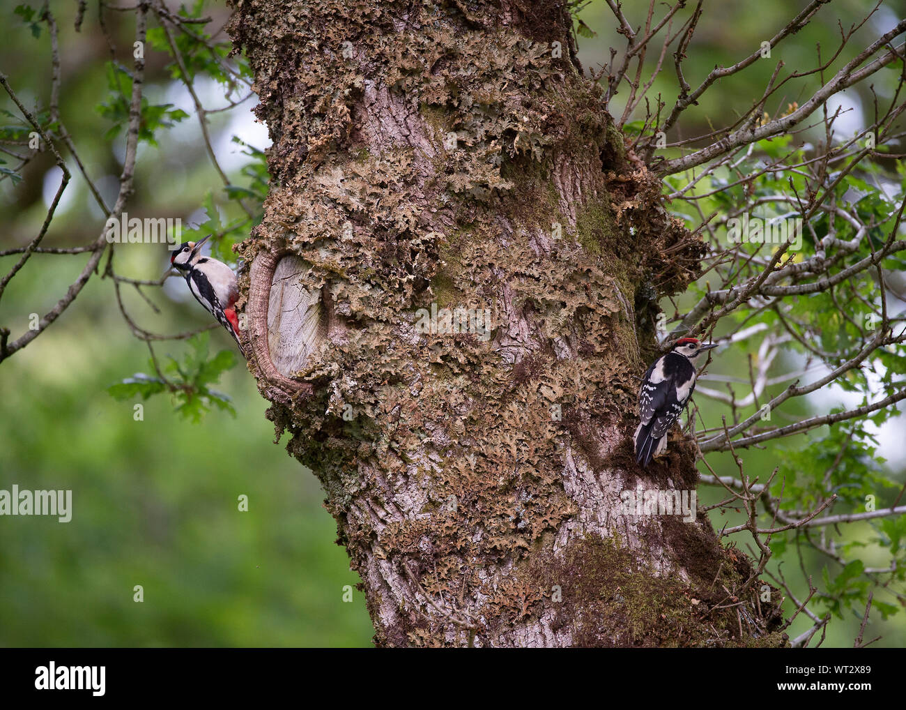 Great spotted woodpecker (Dendrocopos major), Morvern Scotland Stock ...