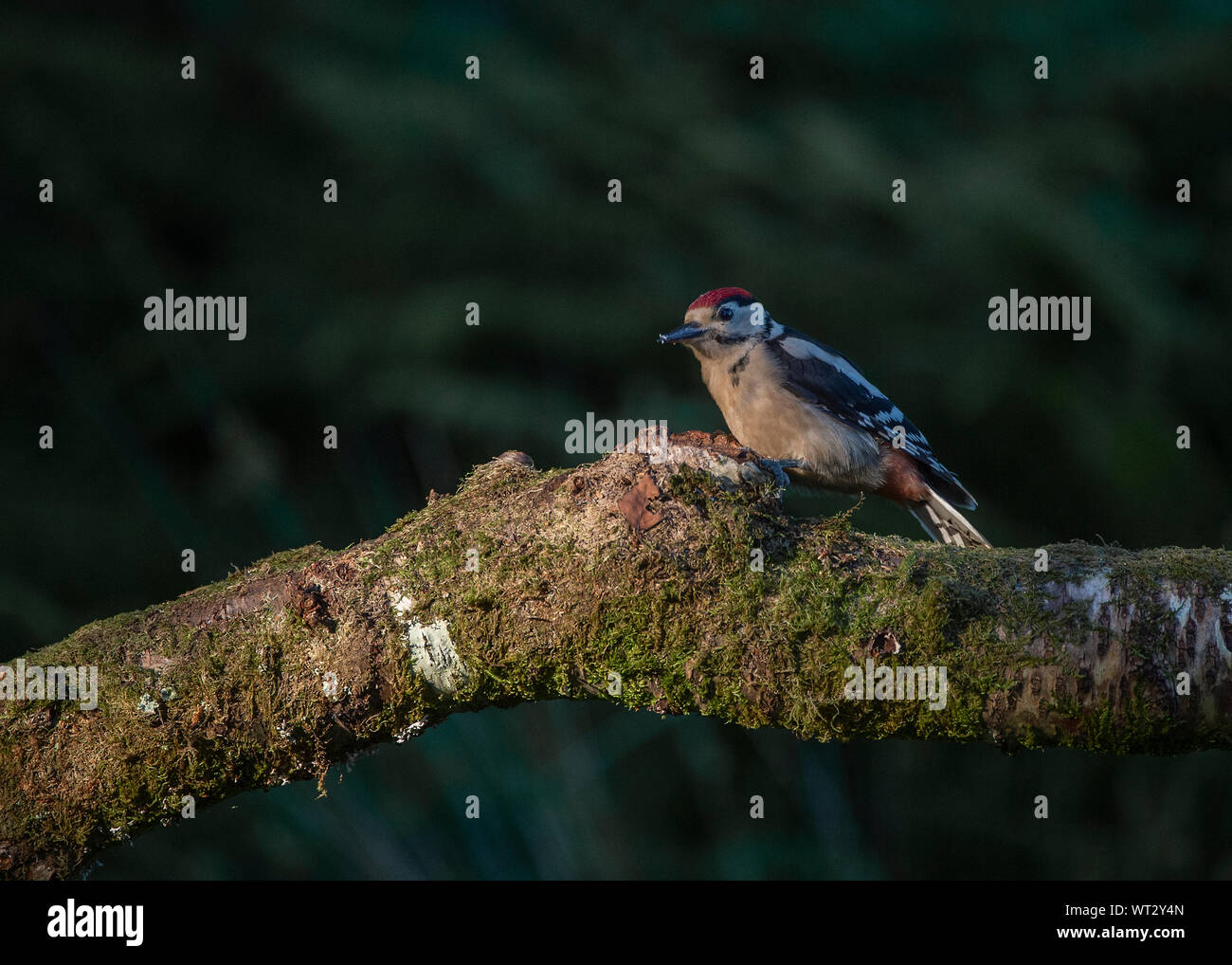 Woodpecker calendar bird image hi-res stock photography and images - Alamy
