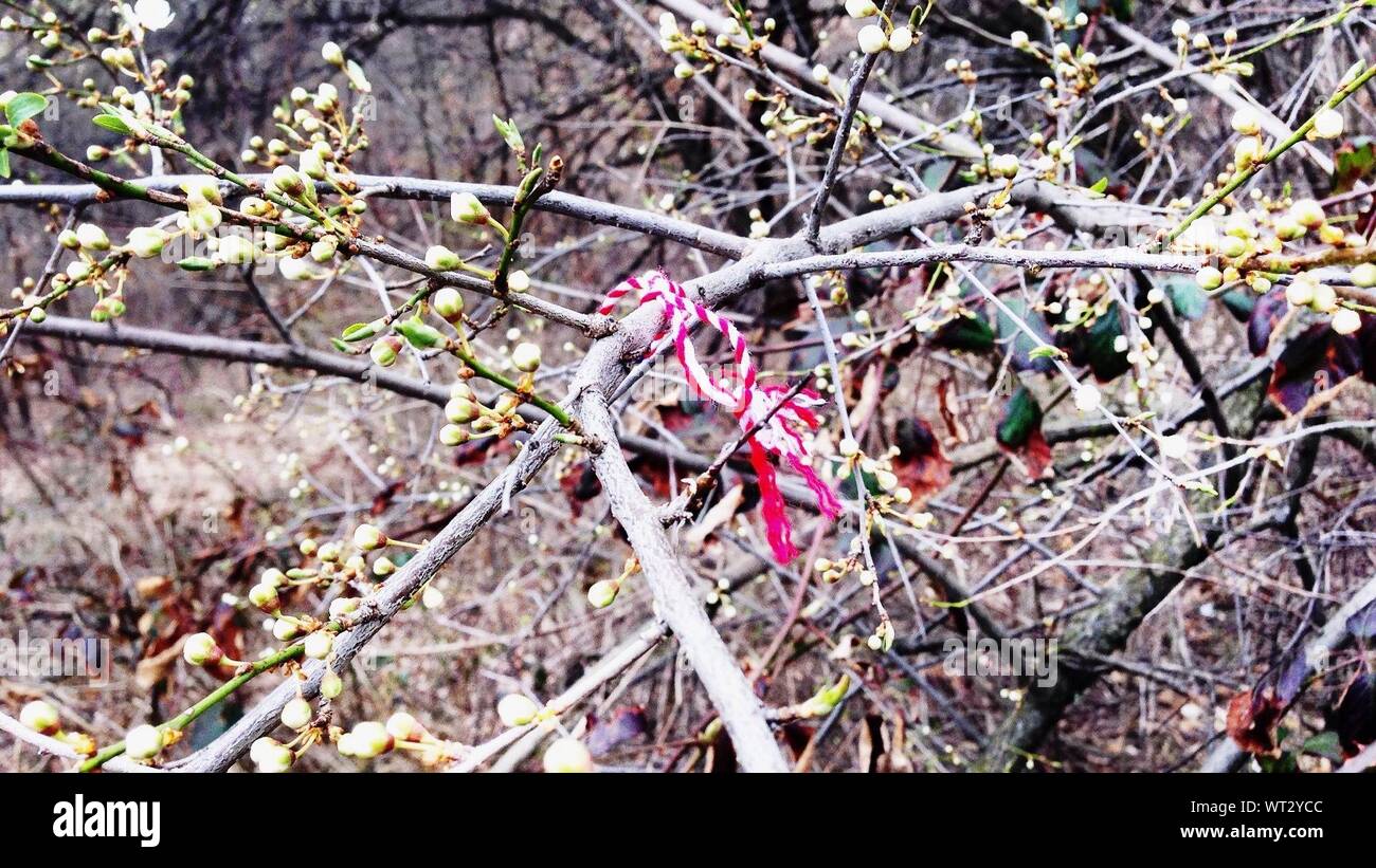 Rope tied to tree hi-res stock photography and images - Alamy