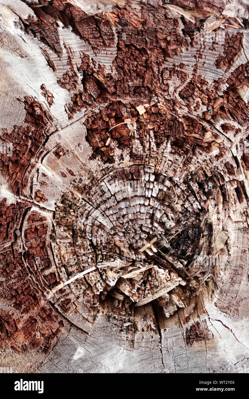 Tree - Log Abstract background Textured Stock Photo - Alamy