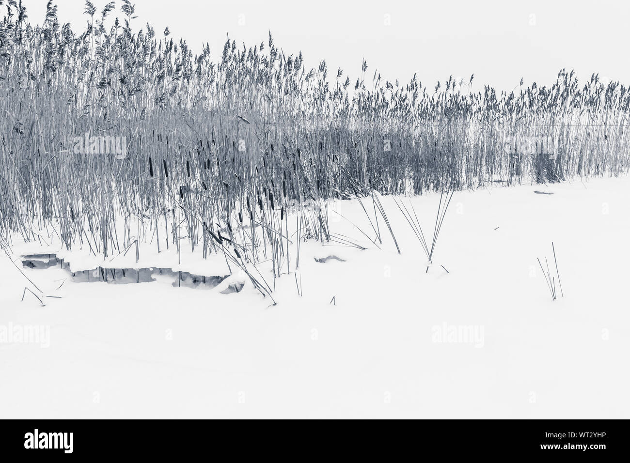Winter landscape with dry coastal reed in white snow, monochrome toned ...