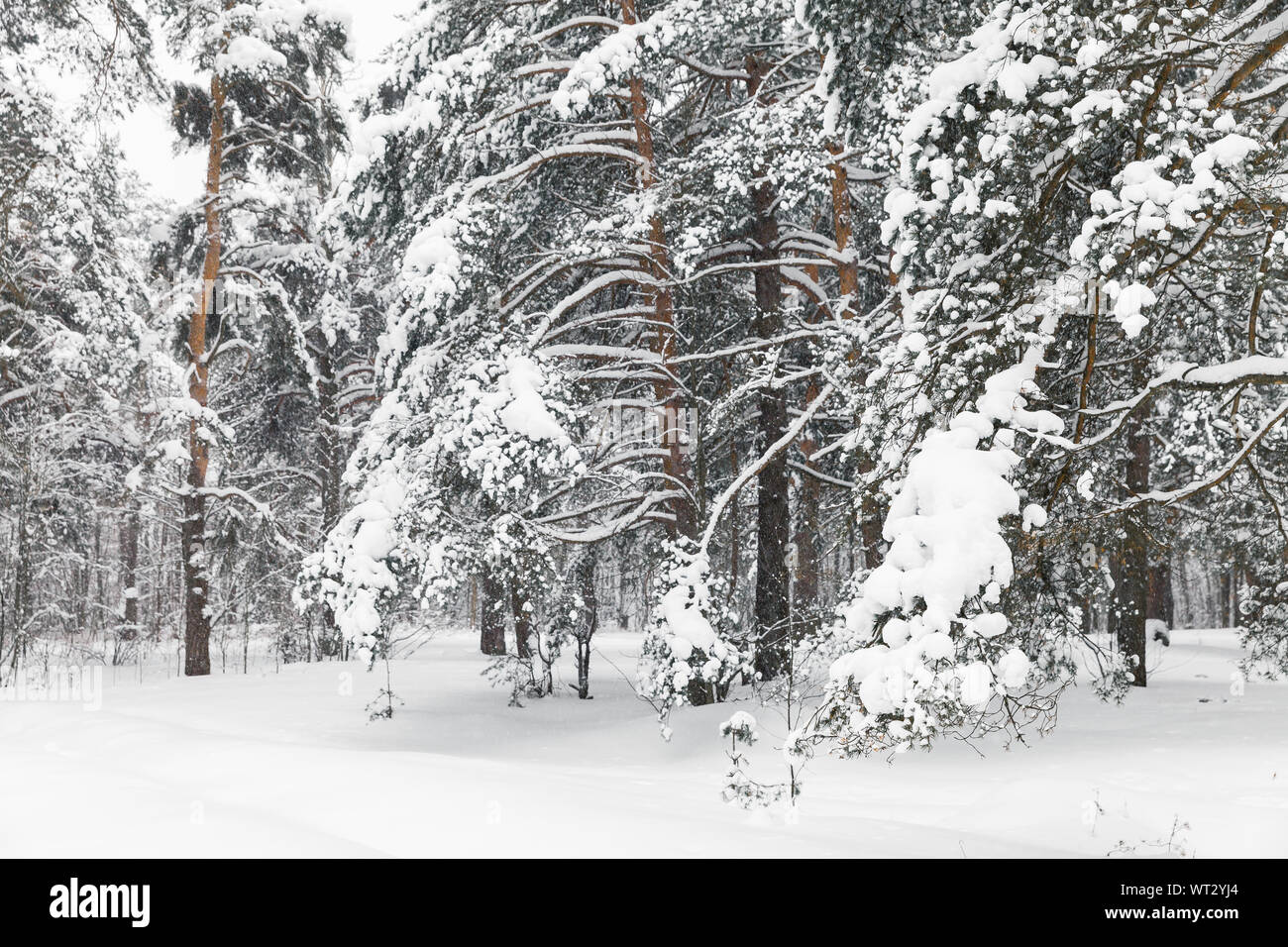 Natural winter landscape with pine trees and snow. Background photo ...