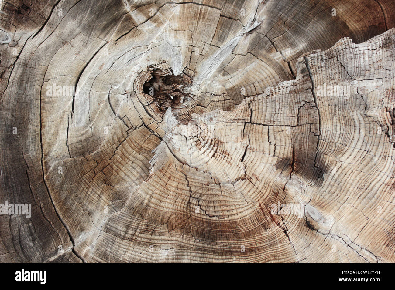 Tree ring Abstract background Textured Stock Photo - Alamy