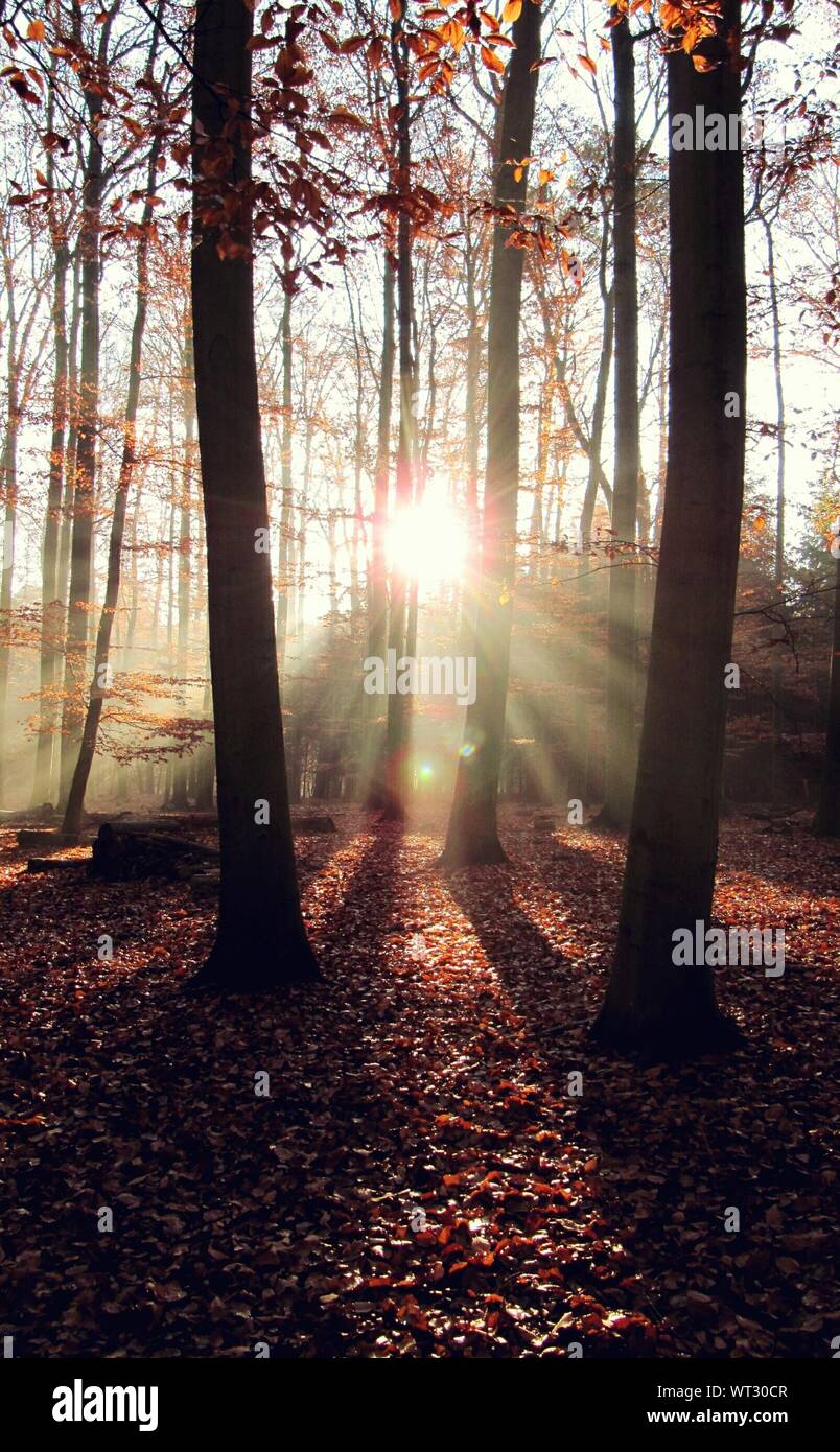 Trees glowing with sunlight hi-res stock photography and images - Alamy
