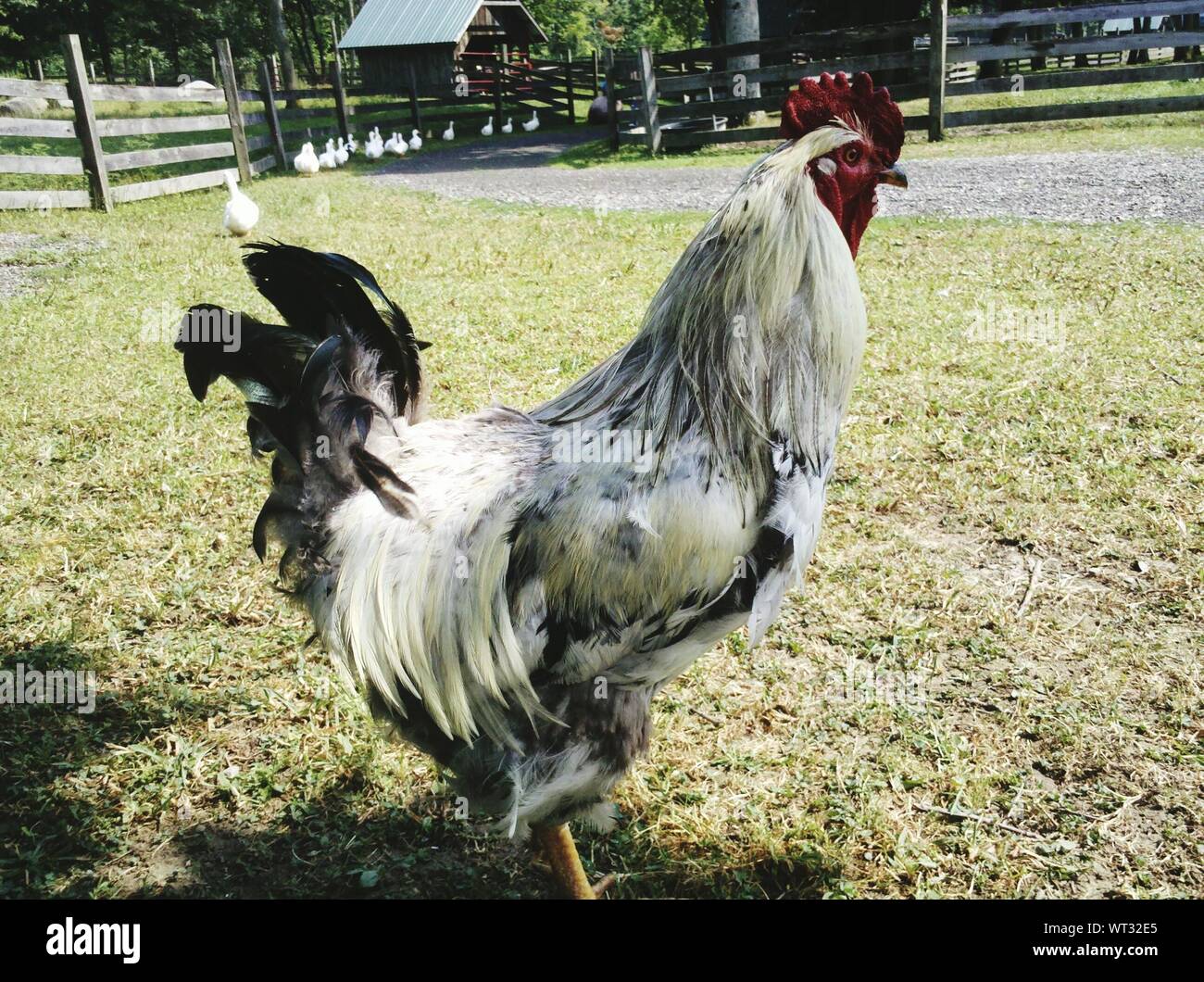 Side view rooster hi-res stock photography and images - Alamy