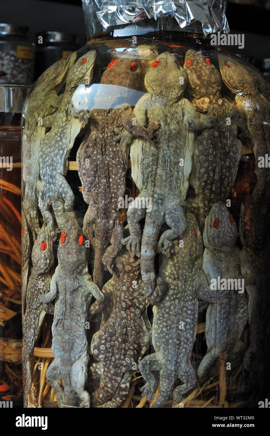 Group lizards not iguanas hi-res stock photography and images - Alamy