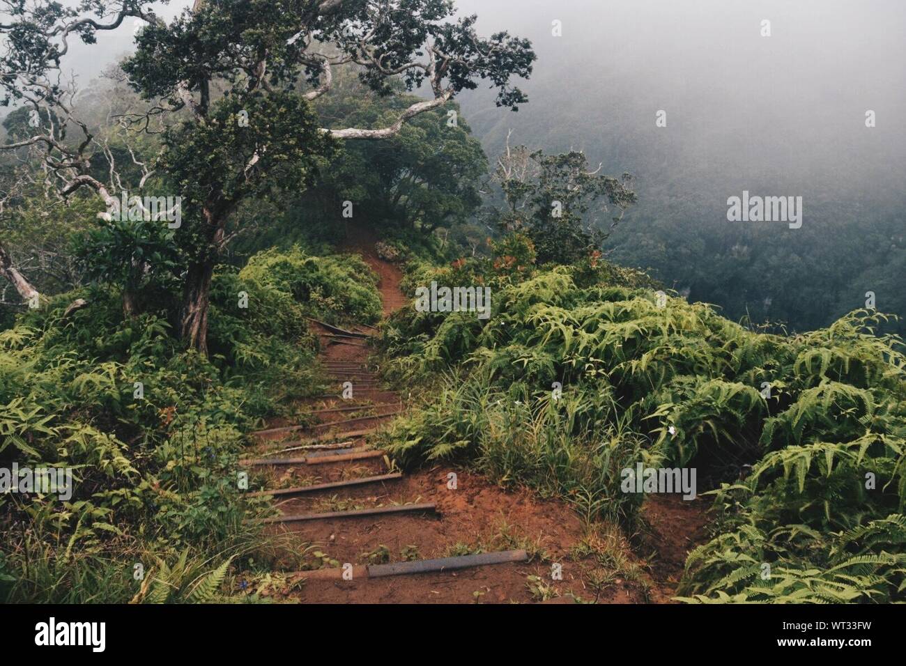 Tree growing in mountain footpath hi-res stock photography and images ...