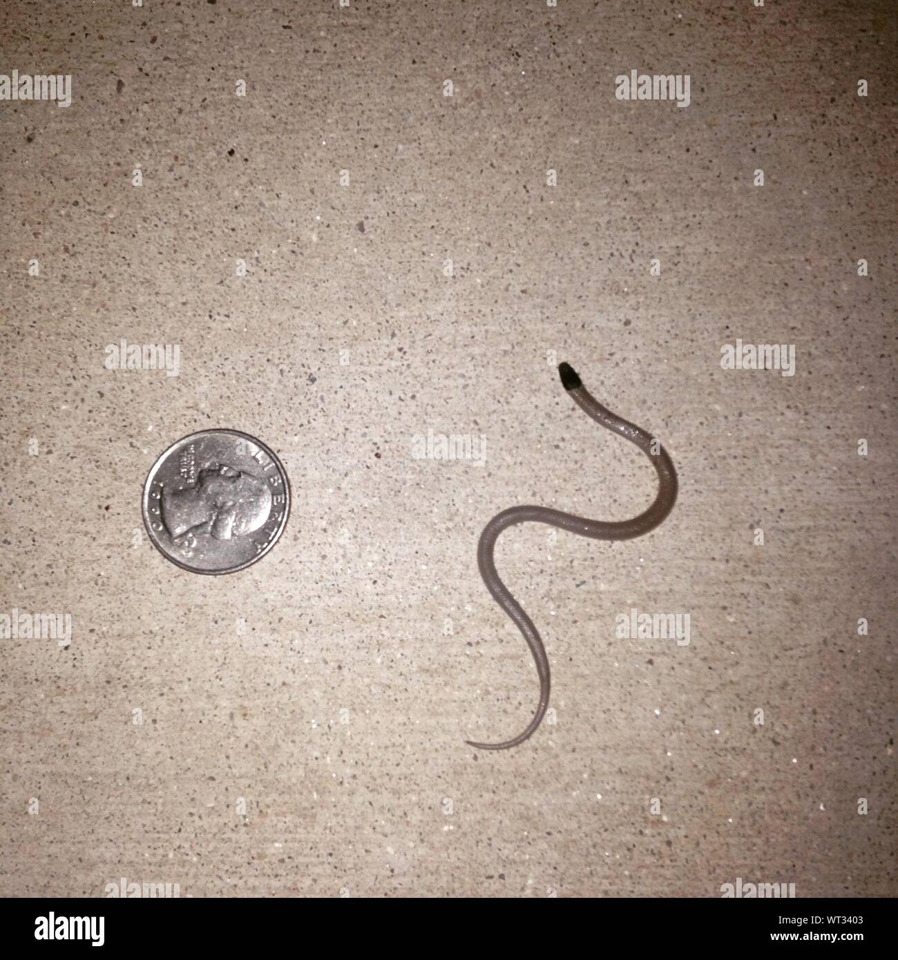 Threadsnake hi-res stock photography and images - Alamy