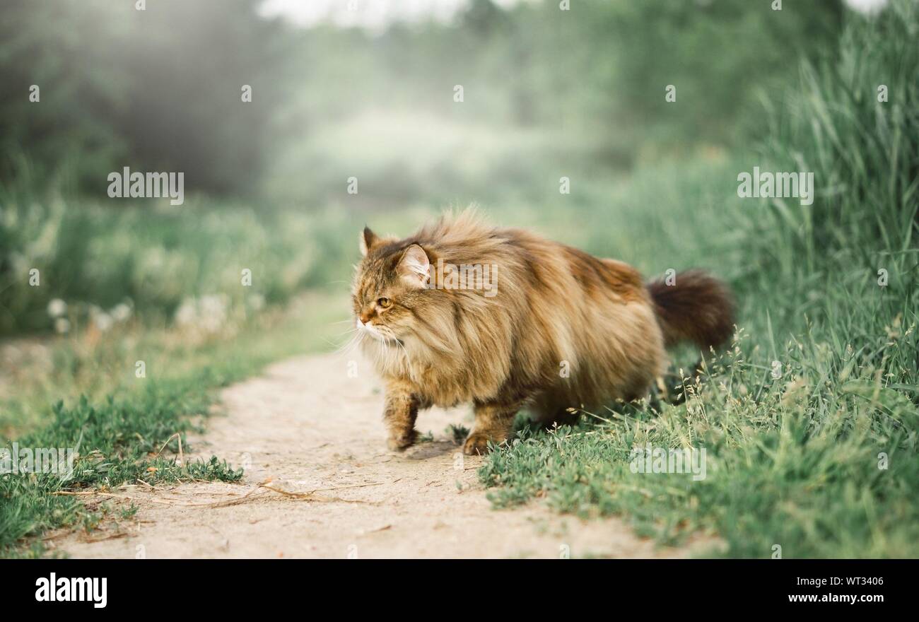 Cat Walking Outdoors High Resolution Stock Photography and Images - Alamy