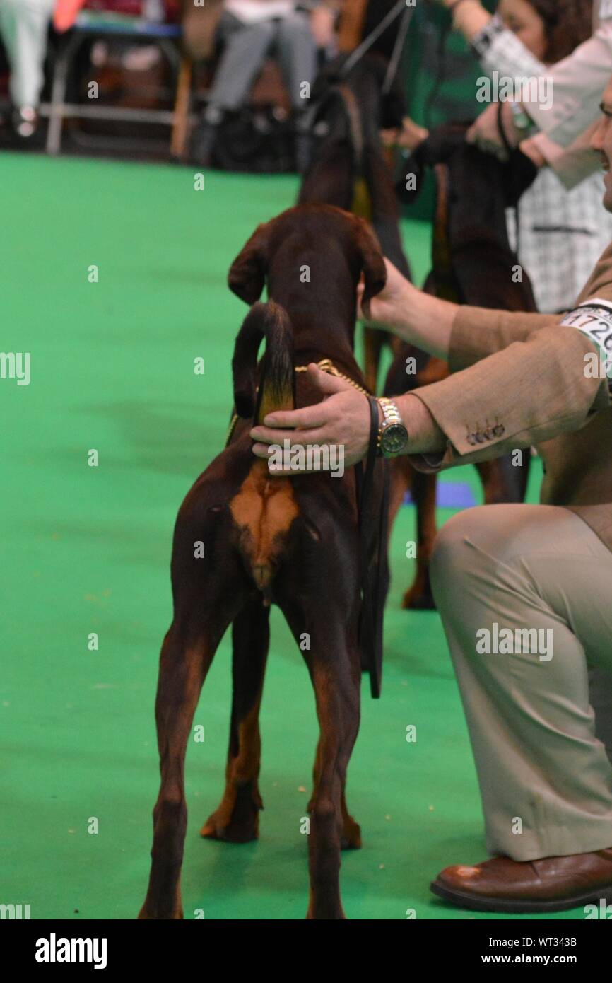 Dog_show hi-res stock photography and images - Alamy