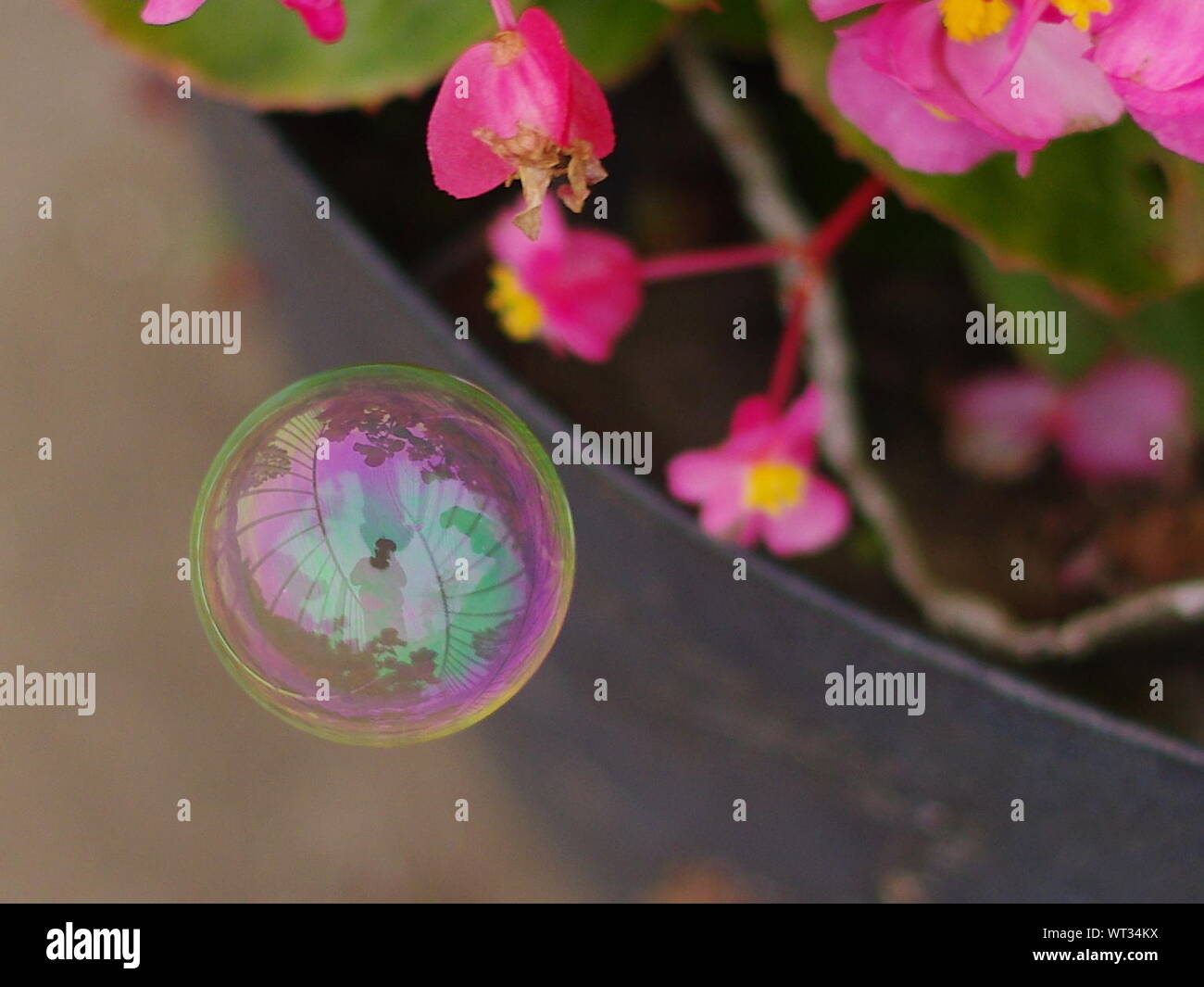 Transparent pink hi-res stock photography and images - Alamy