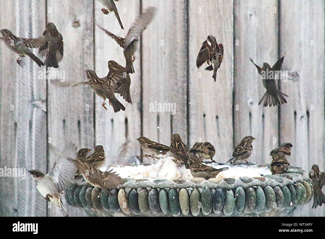 Flying sparrows hi-res stock photography and images - Alamy