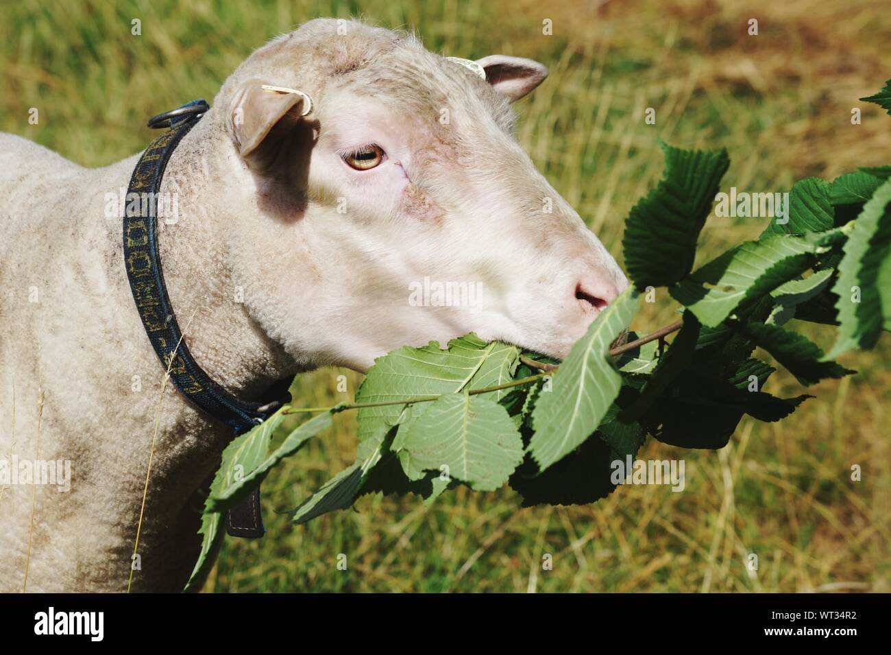 Sheep Eating Close Up High Resolution Stock Photography and Images - Alamy