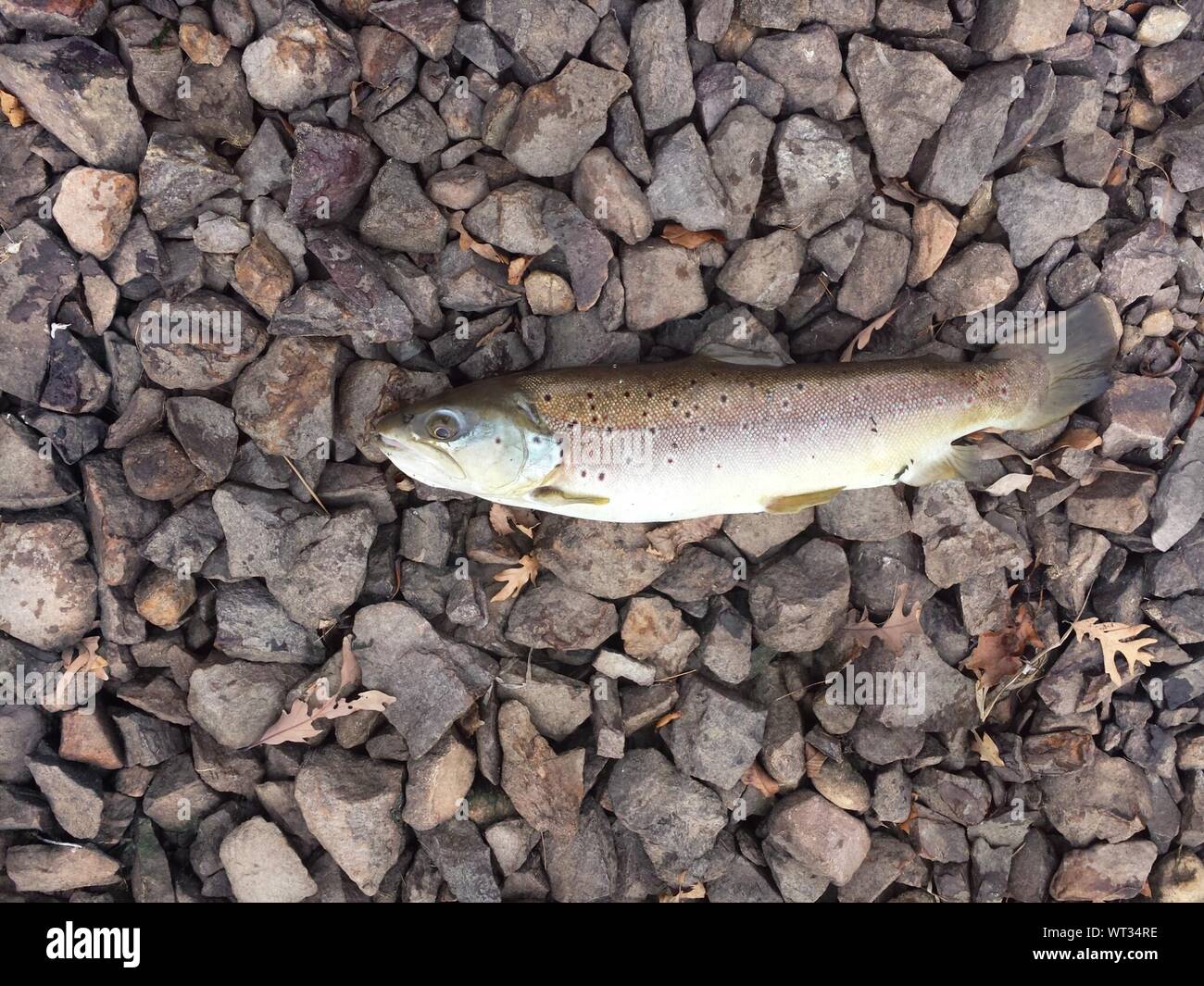 Dead fish pebbles hi-res stock photography and images - Alamy
