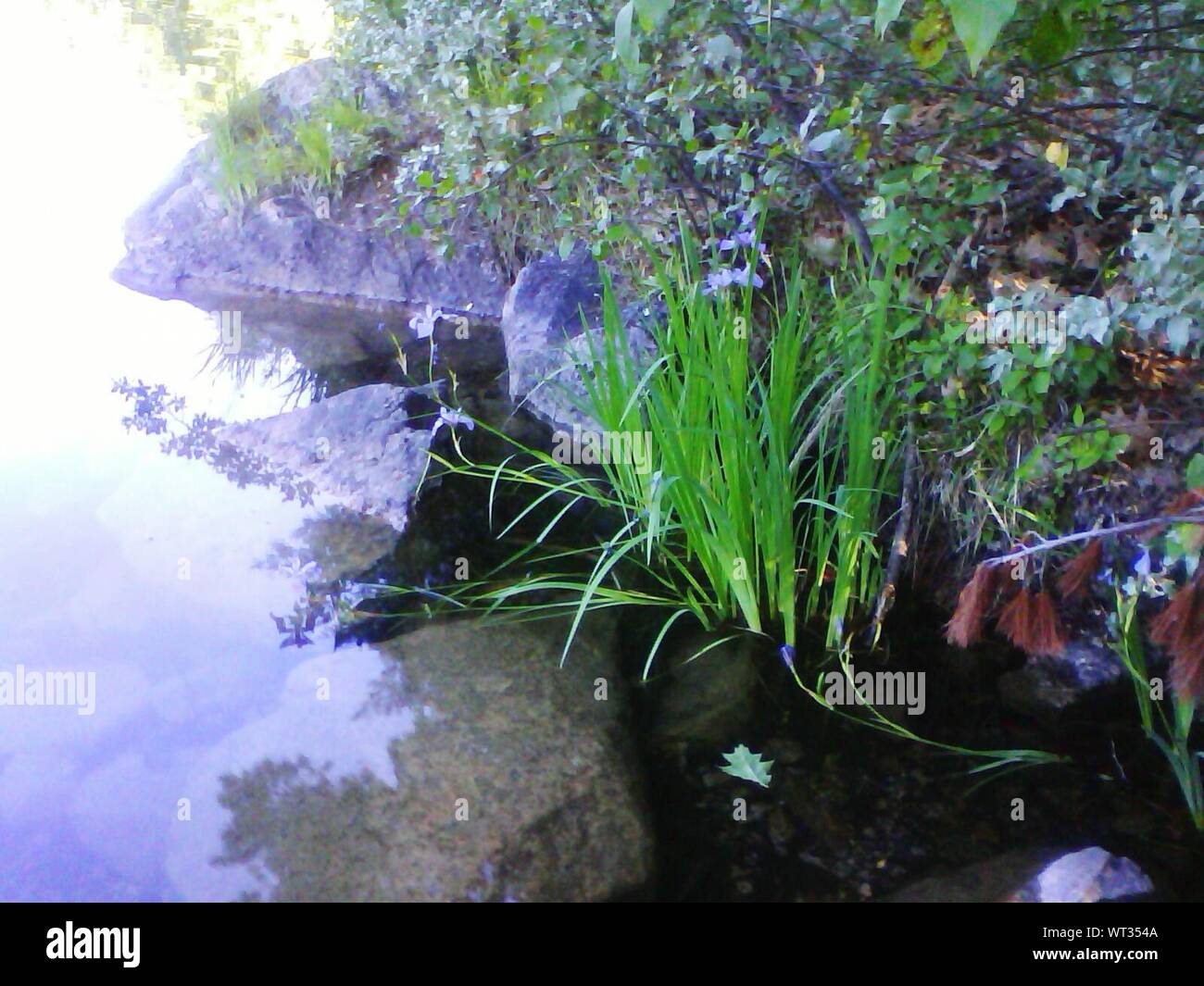 Reeds in water hi-res stock photography and images - Alamy