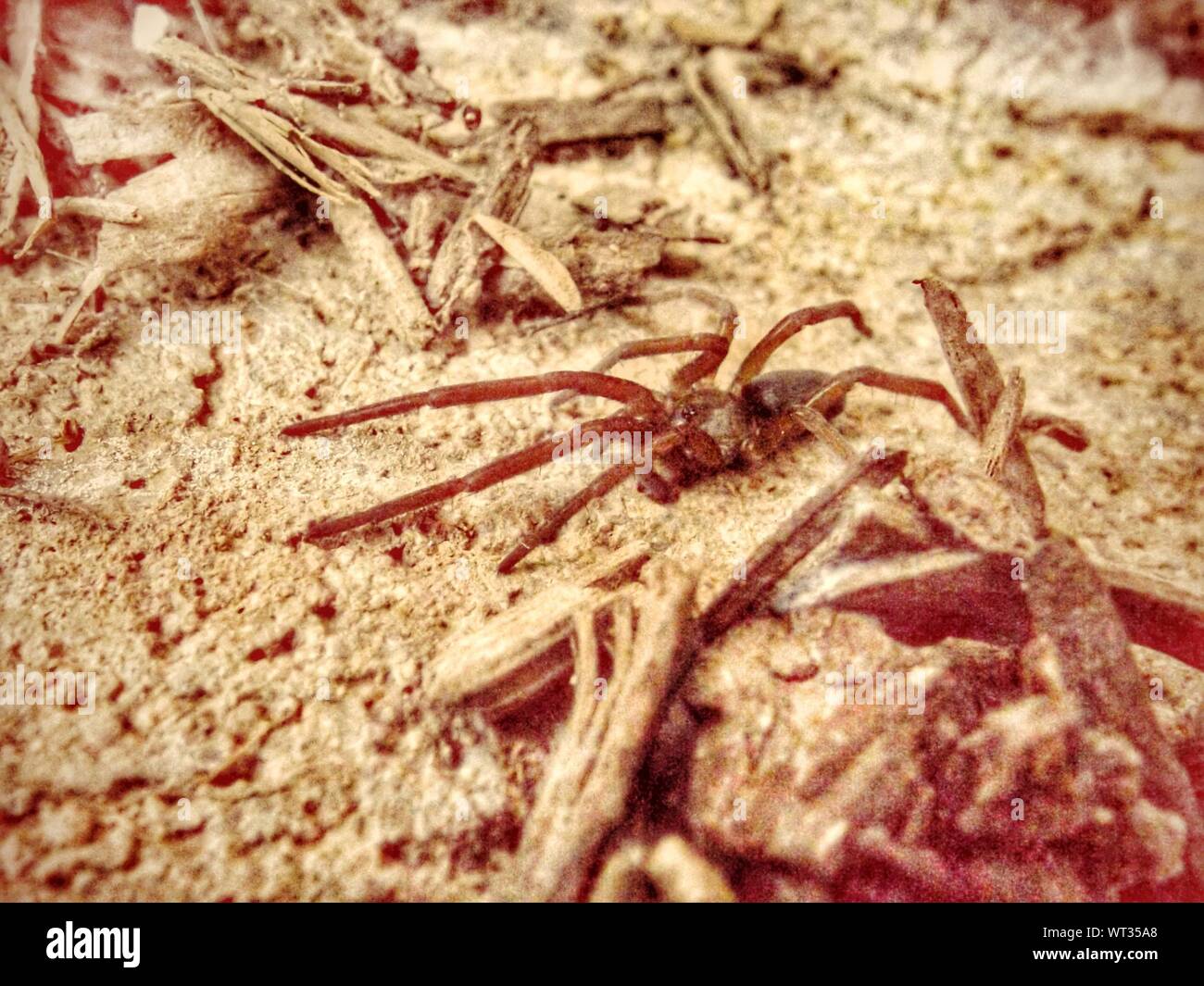 Sand spider hi-res stock photography and images - Alamy