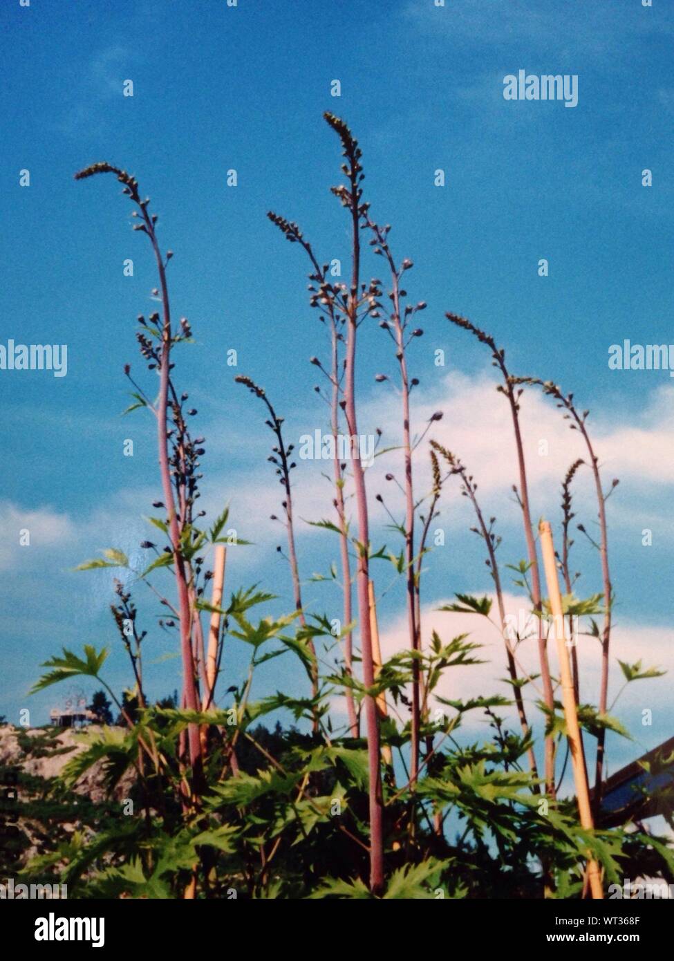 Very tall plants hi-res stock photography and images - Alamy