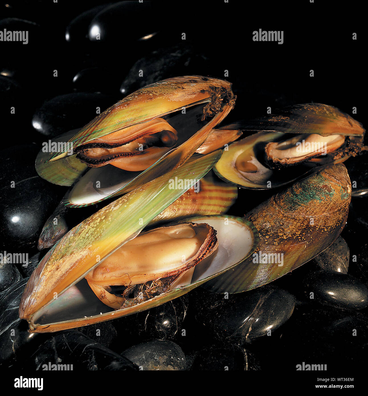 Oysters shell shells hi-res stock photography and images - Alamy