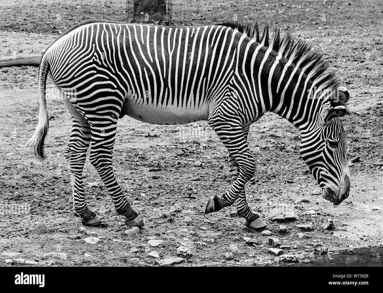 Animal bending hi-res stock photography and images - Alamy