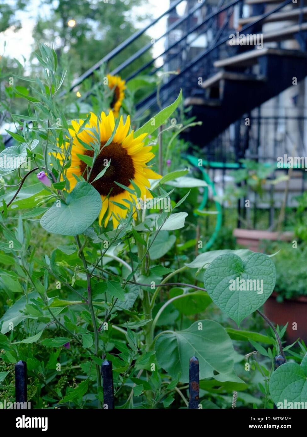 Sunflower single garden hi-res stock photography and images - Alamy