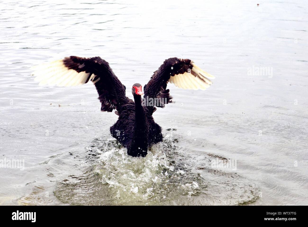 Flapping of wings hi-res stock photography and images - Alamy