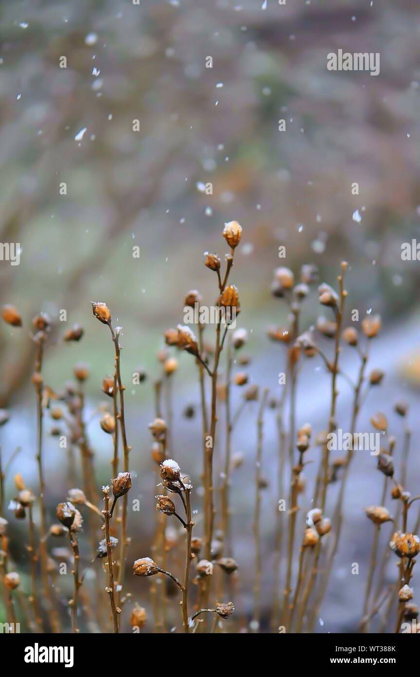 Twig With Winter Buds High Resolution Stock Photography and Images - Alamy