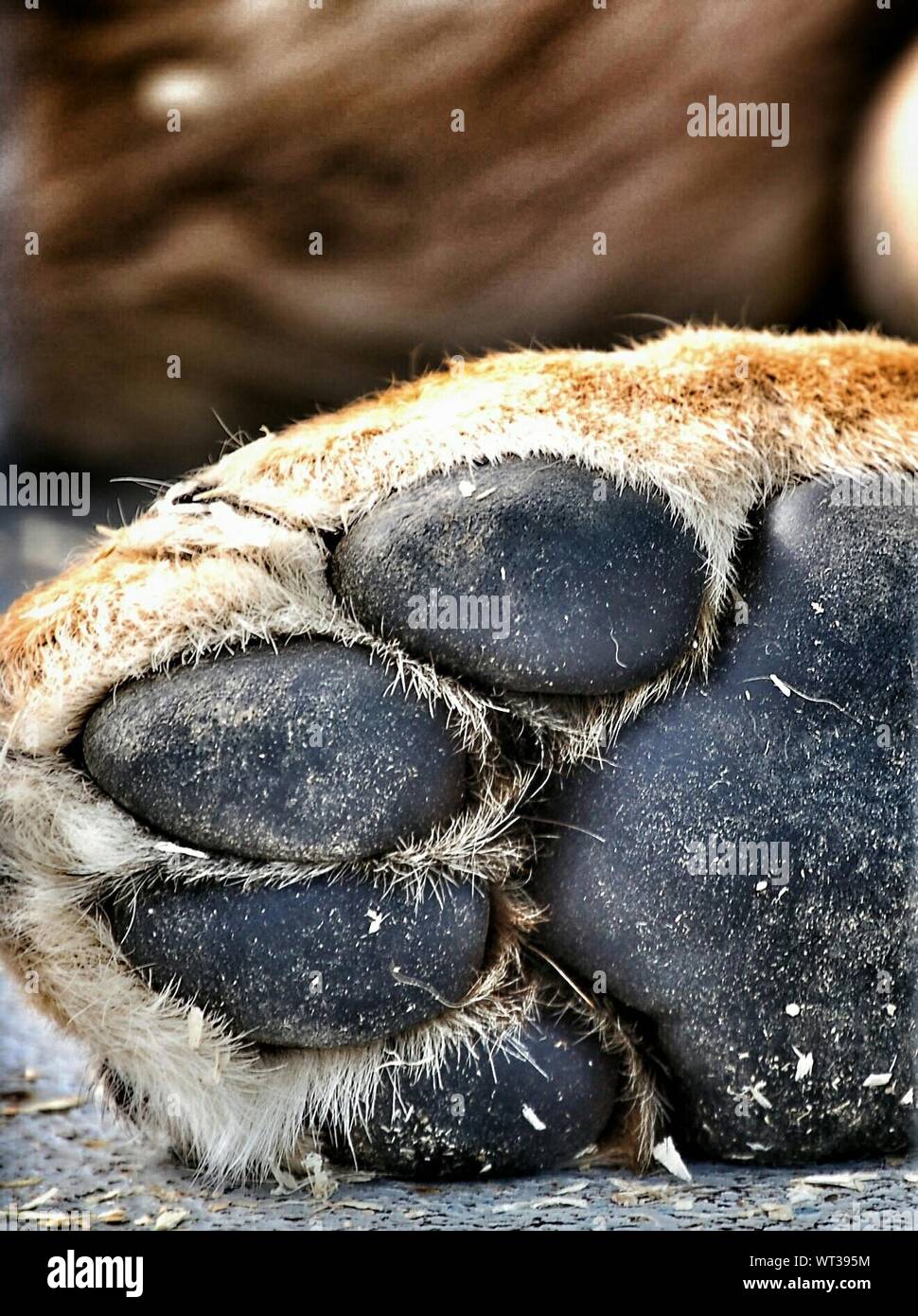 Lion Paw High Resolution Stock Photography and Images - Alamy