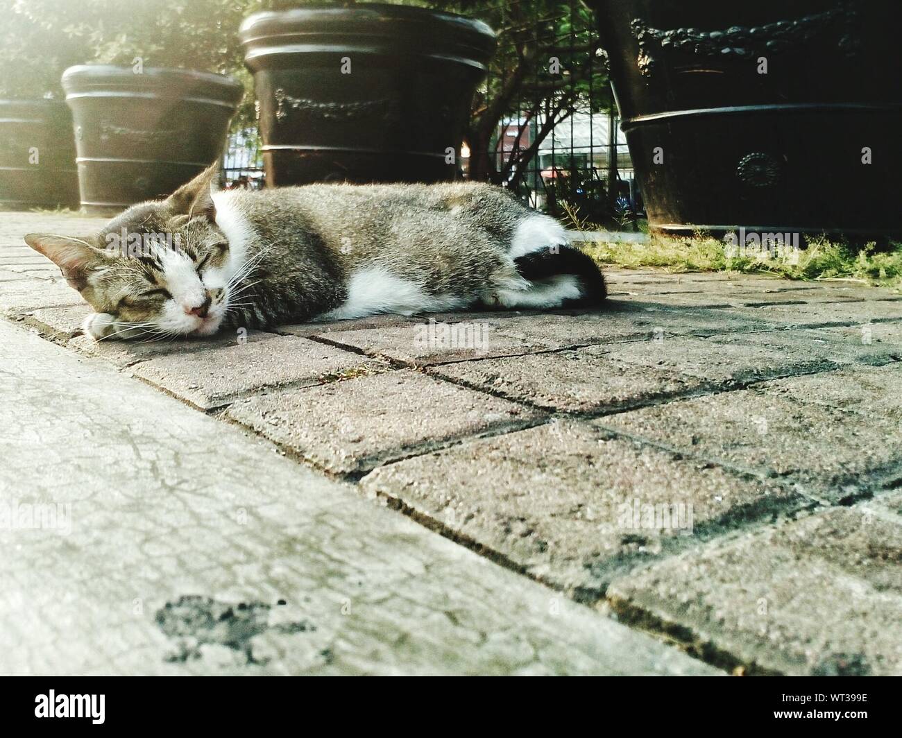 Cat pathway hi-res stock photography and images - Alamy