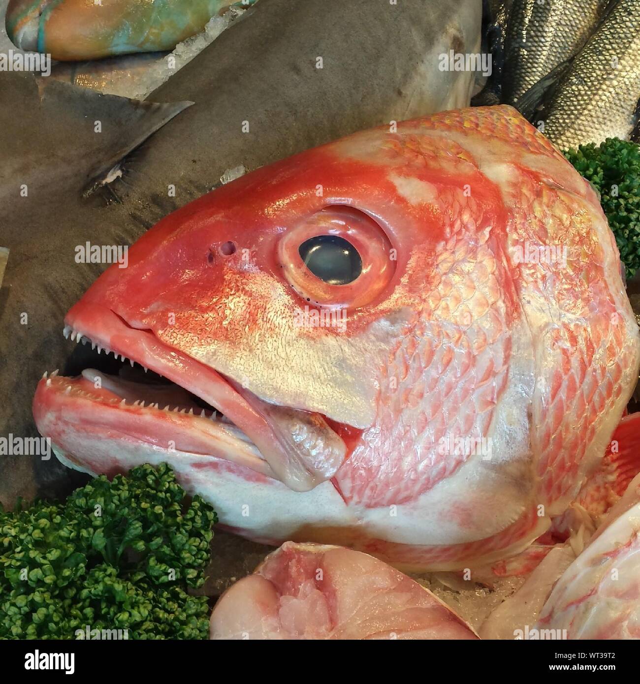 Assorted fish hi-res stock photography and images - Alamy
