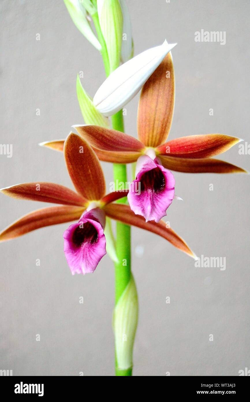 Phaius orchid hi-res stock photography and images - Alamy