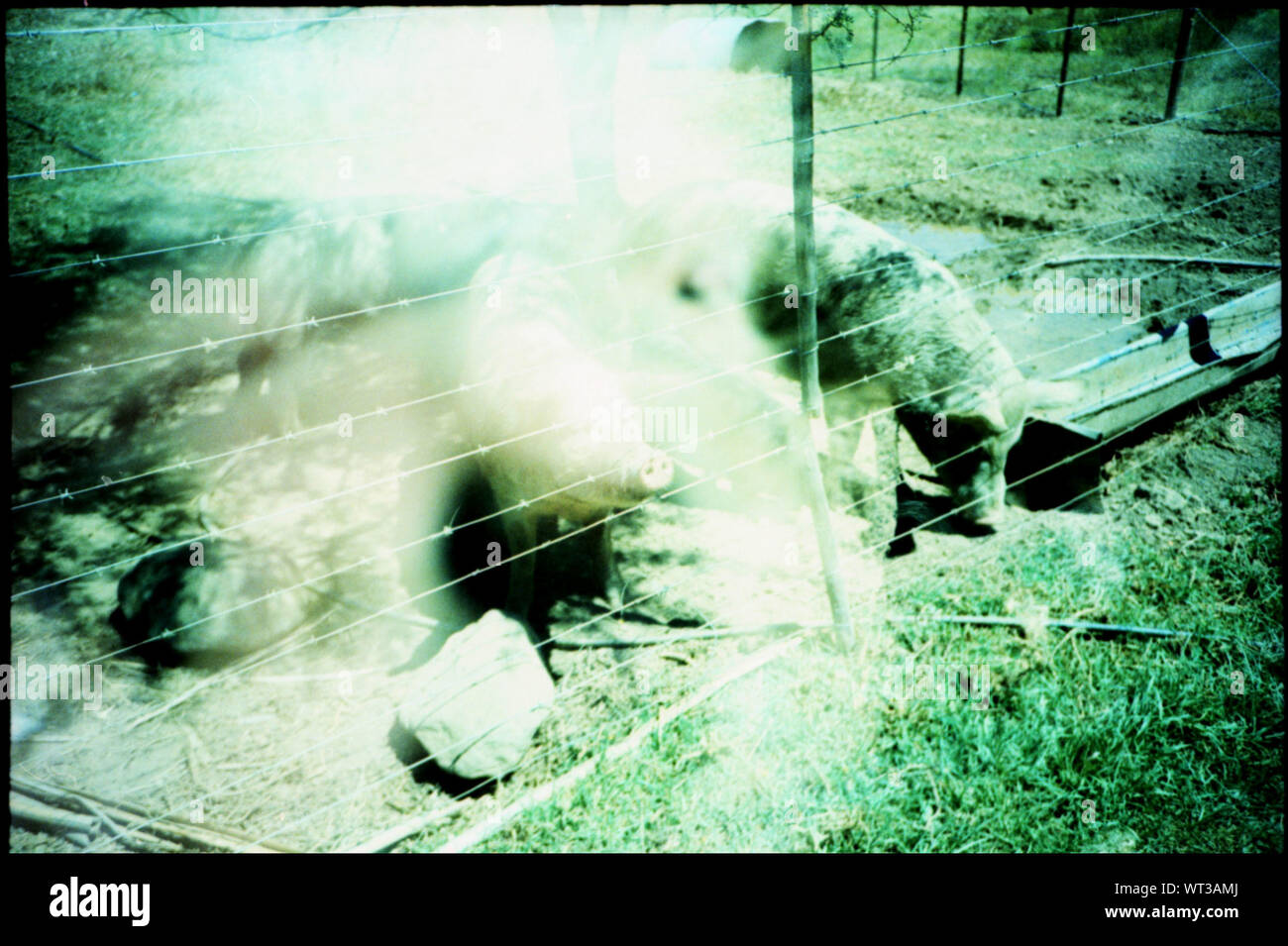 Pig by wire fence hi-res stock photography and images - Alamy