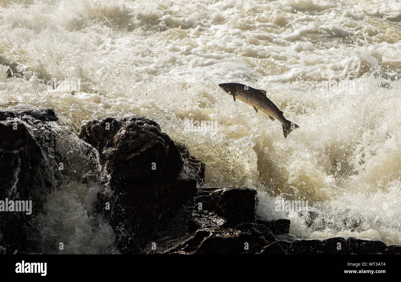Jumping fish river hi-res stock photography and images - Alamy