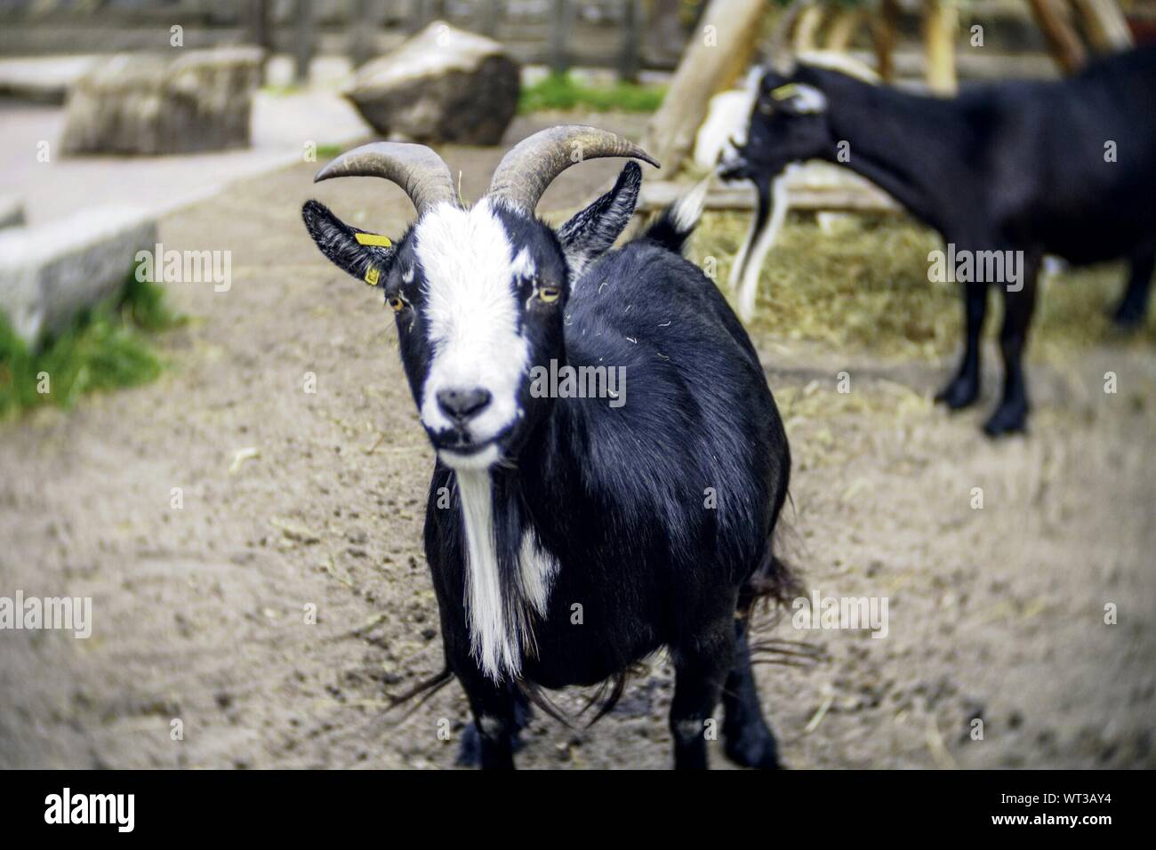 Two standing goats hi-res stock photography and images - Alamy
