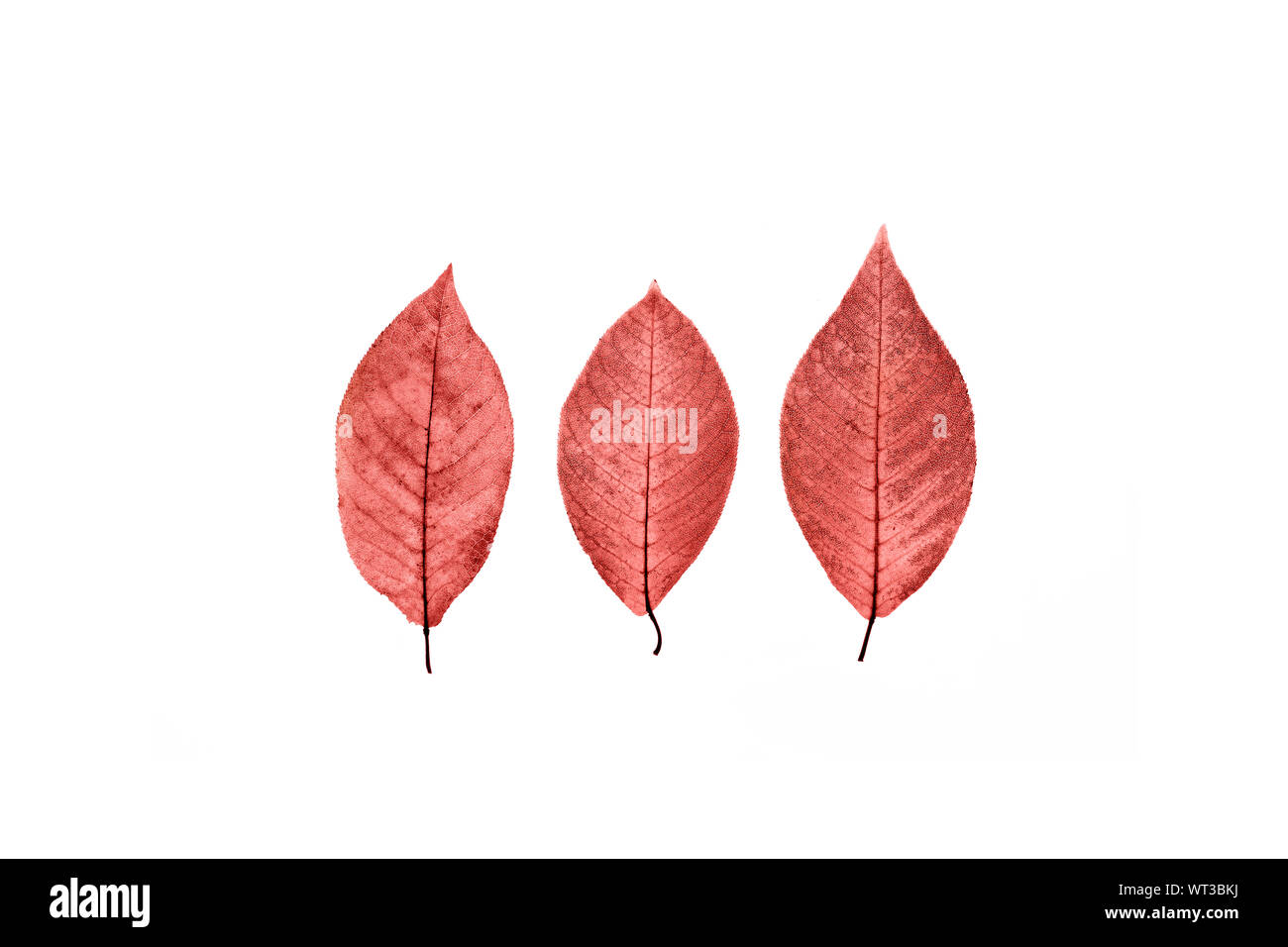 Transparent leaves hi-res stock photography and images - Alamy