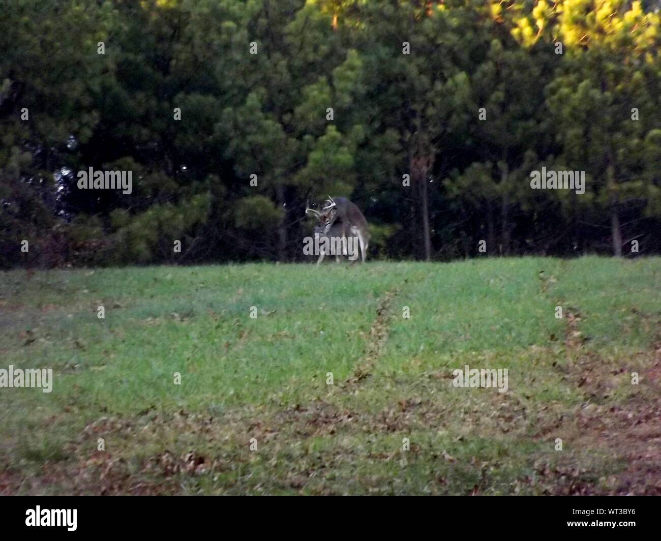 Deer mating hi-res stock photography and images - Alamy