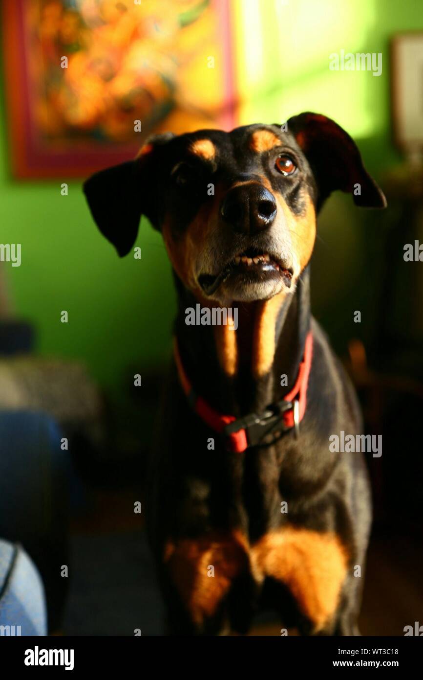 Doberman pinscher standing hi-res stock photography and images - Alamy