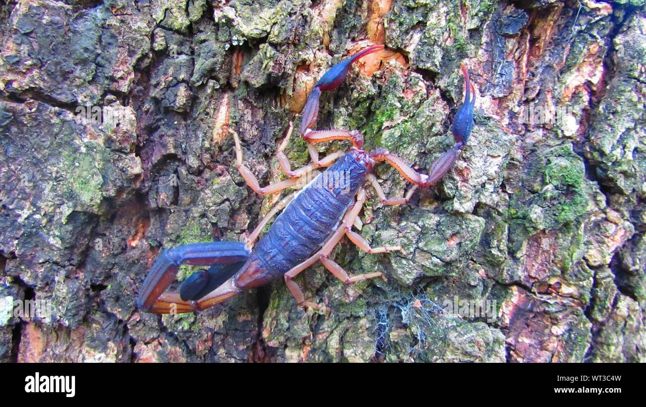 Beauty scorpion hi-res stock photography and images - Alamy