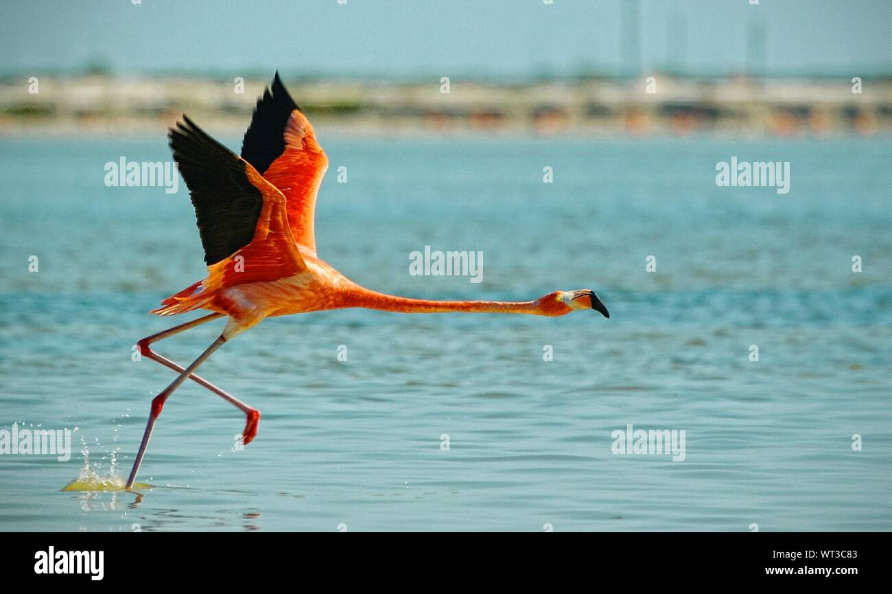 Flamingo river hi-res stock photography and images - Alamy