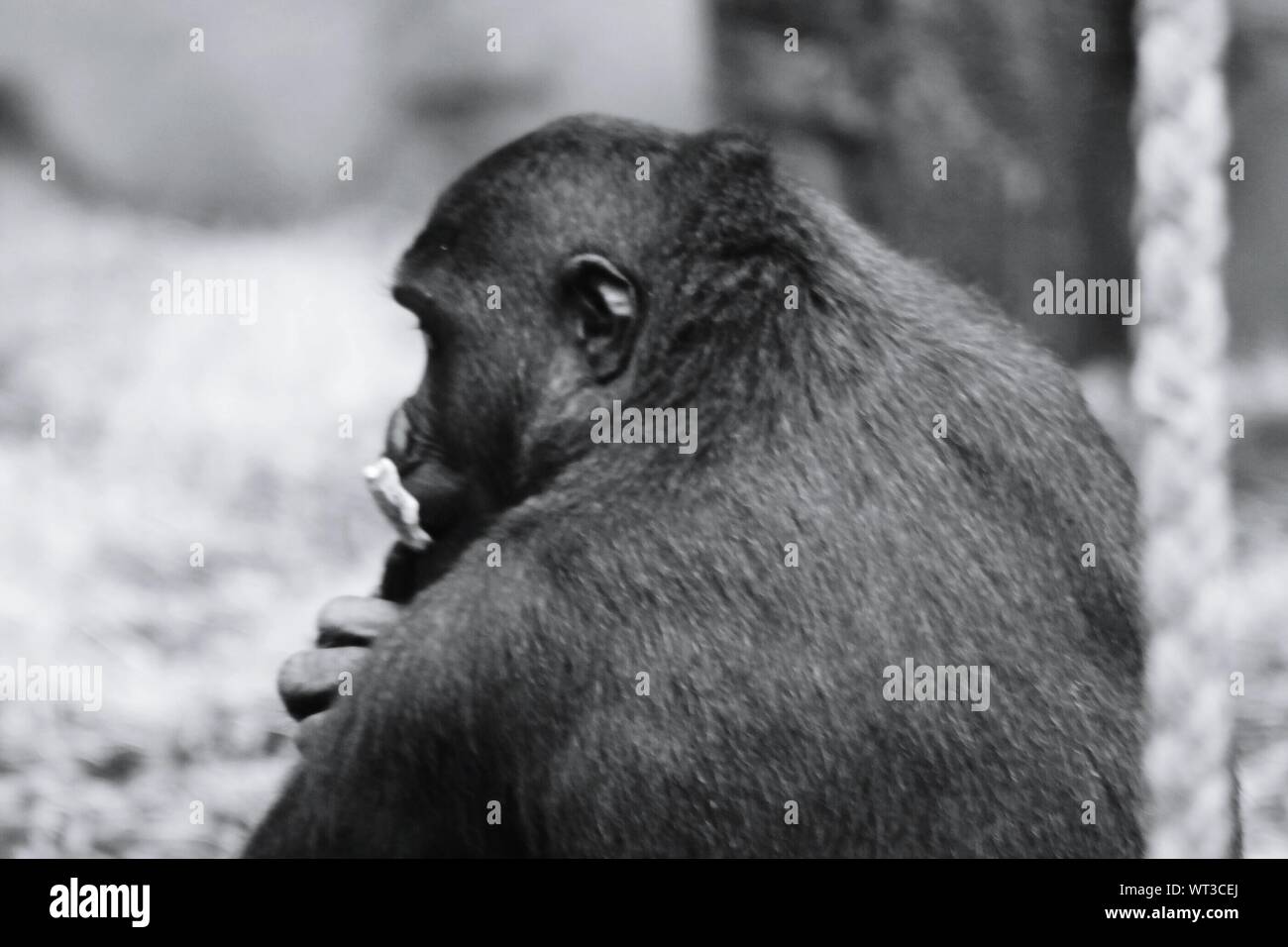 Gorilla female zoo hi-res stock photography and images - Alamy