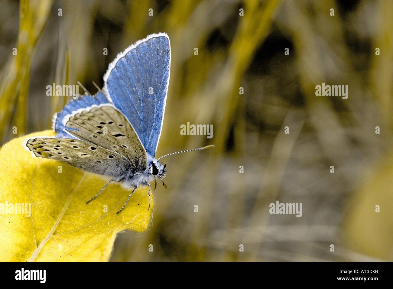 Blue Moth High Resolution Stock Photography and Images - Alamy
