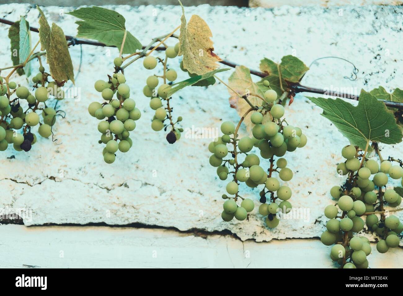 Grape vine growing on wall hi-res stock photography and images - Alamy