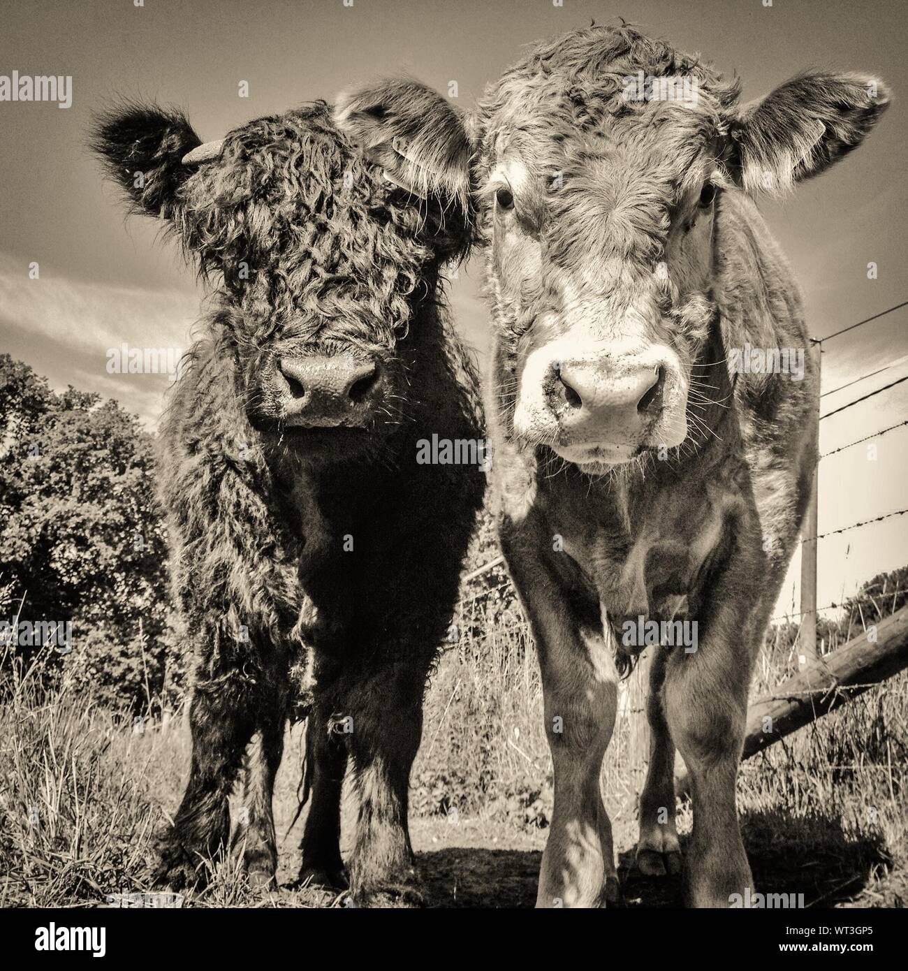 Side view of farm animal animals hi-res stock photography and images ...