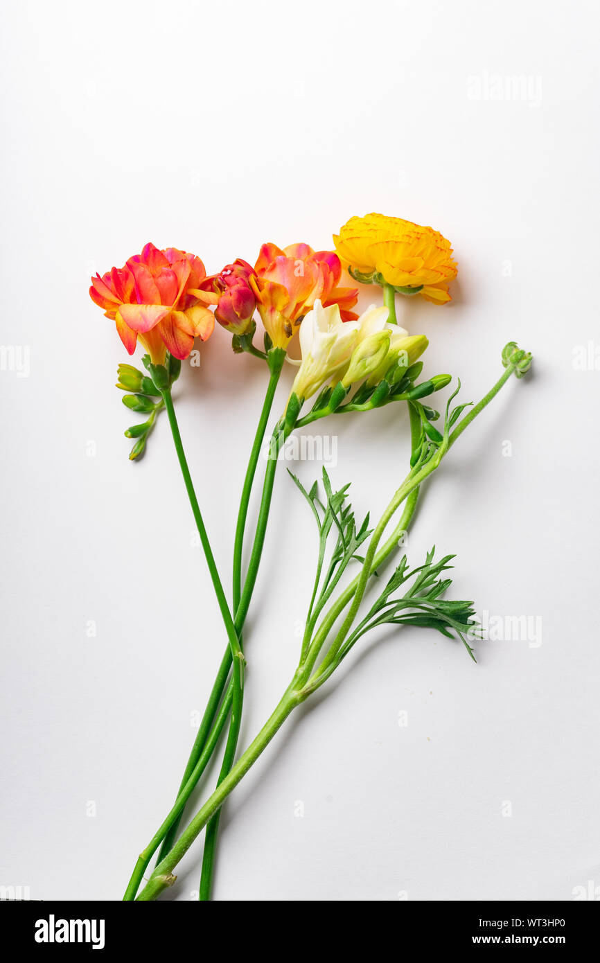Flatlay with red and orange freesia flowers on white background with ...