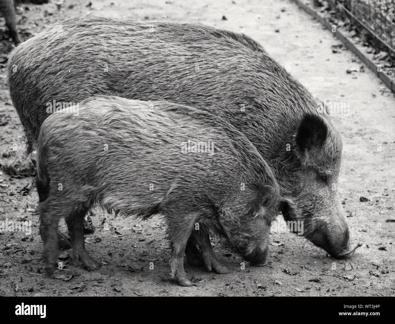 Pig and piglet hi-res stock photography and images - Alamy