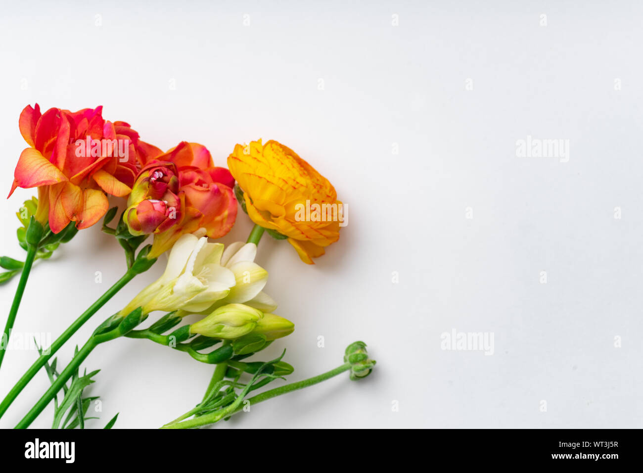 Flatlay with red and orange freesia flowers on white background with ...