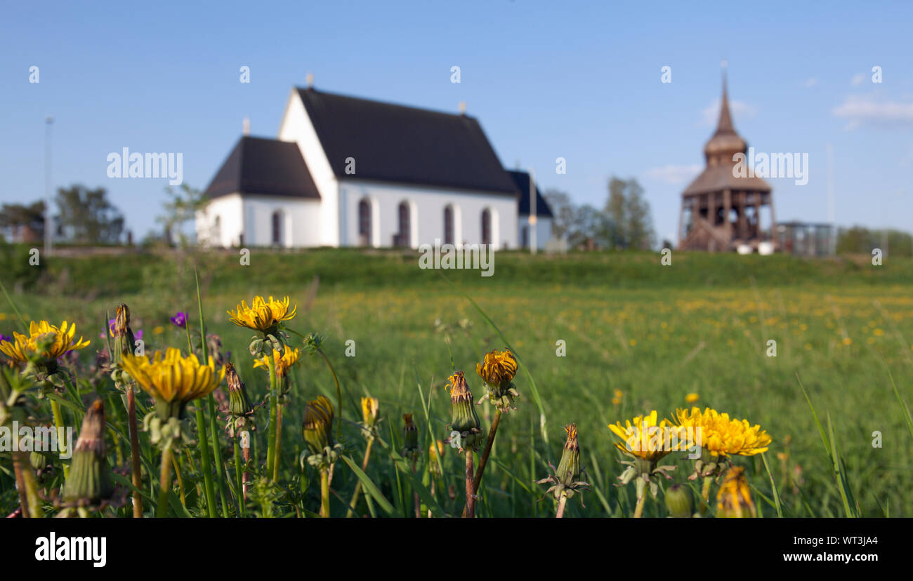 Flowers this side Frösö Church in evening lit. Meadows in sunshine ...