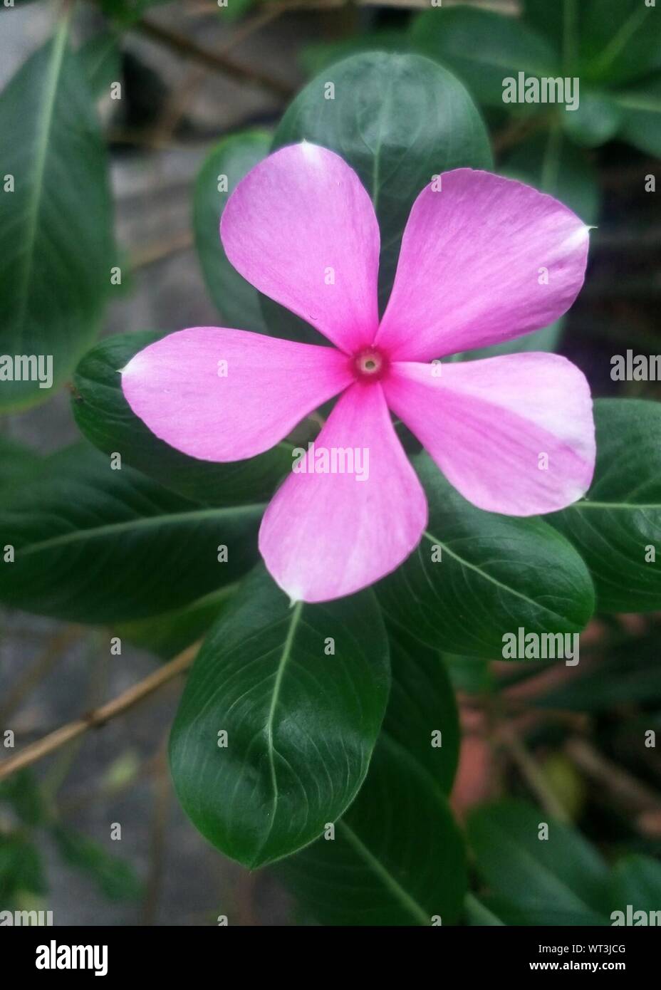 Rosy Periwinkle High Resolution Stock Photography and Images - Alamy