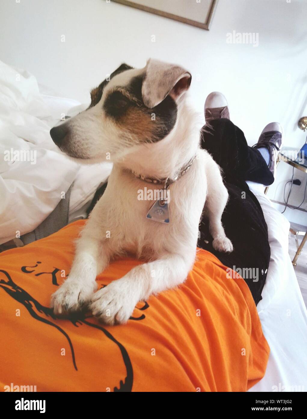 Jack russell crossed hi-res stock photography and images - Alamy